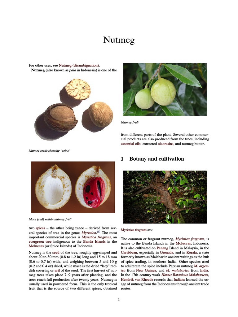 Nutmeg | PDF | Nutmeg | Foods