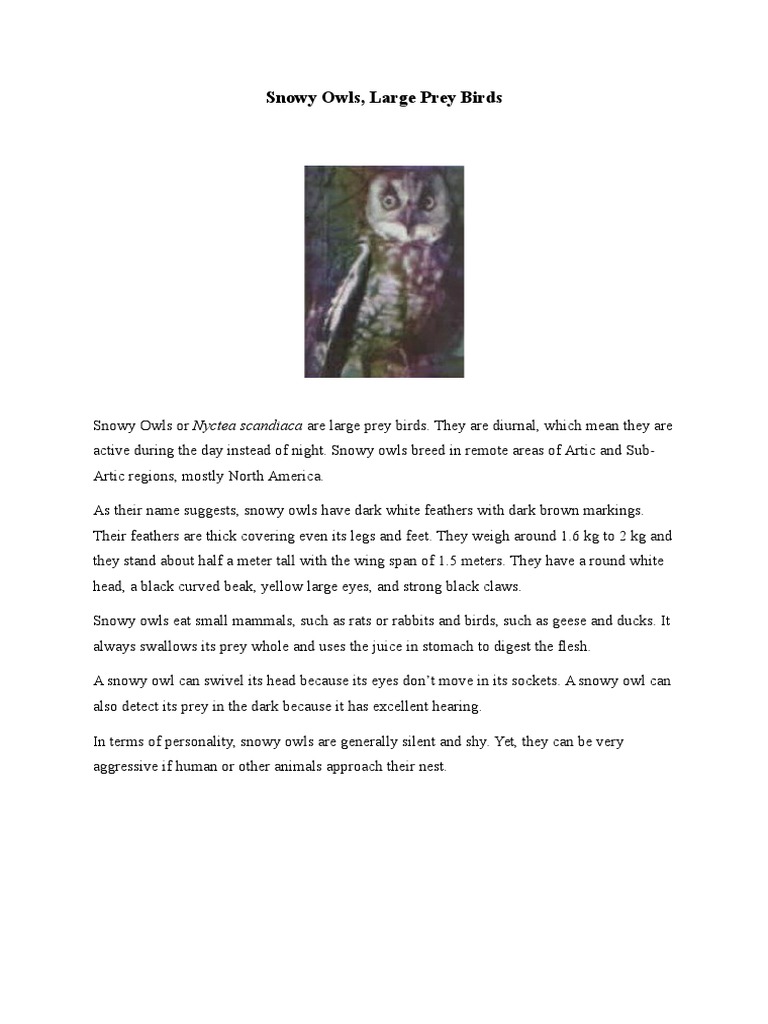 Snowy Owls: Arctic Predators Guide | PDF | Home & Garden | Science ...