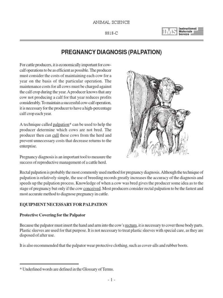Pregnancy and Palpation Lesson.pdf | Uterus | Ovary