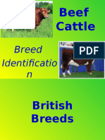 Official List of Breed Codes For Bovine: Beef Breeds | PDF | Livestock | Mammal Breeds
