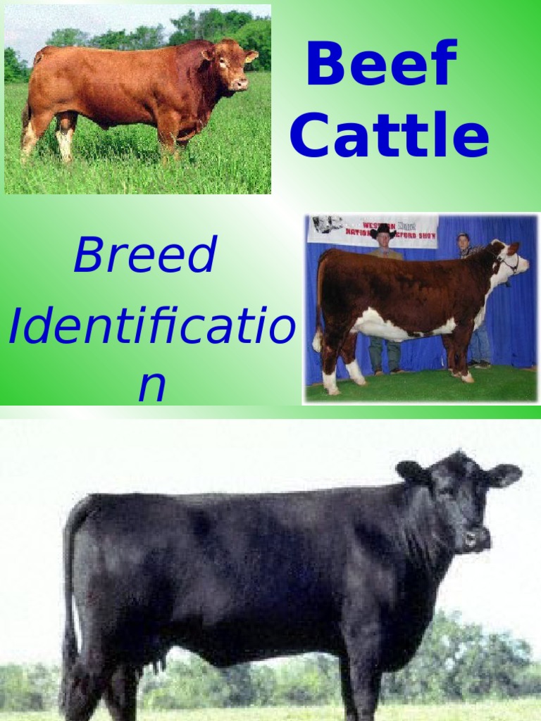 Beef Cattle: Breed Identificatio N | PDF