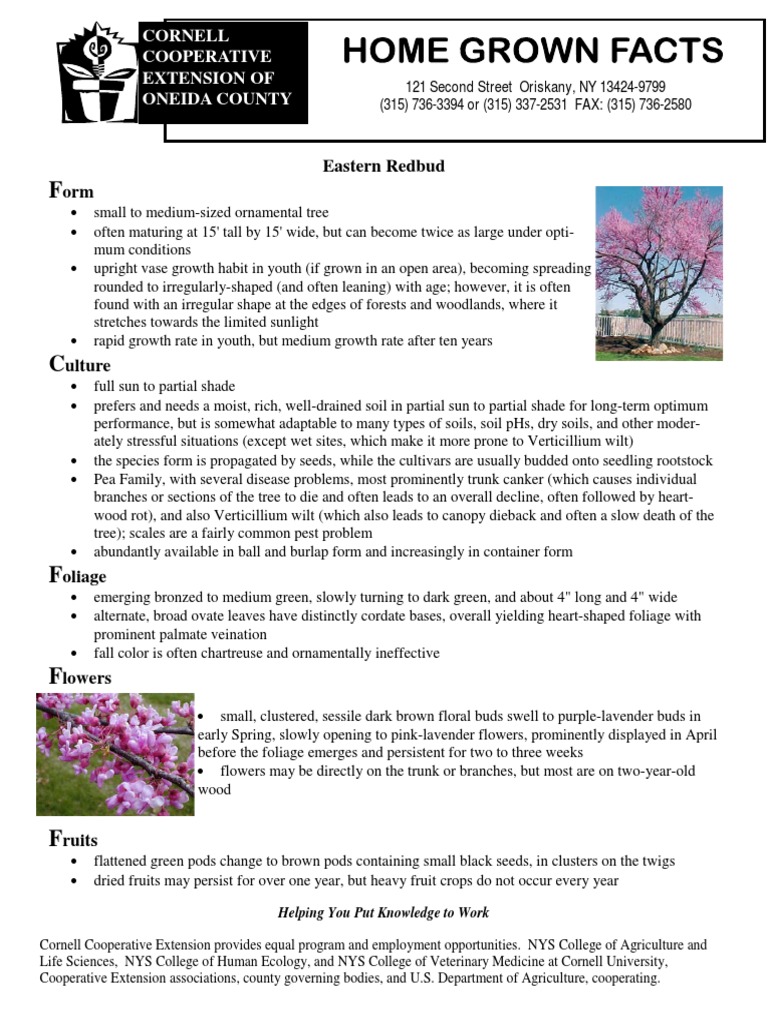 Eastern Redbud Orm: Cornell Cooperative Extension of Oneida County ...