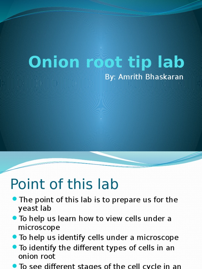 Onion Root Tip Lab: By: Amrith Bhaskaran | PDF