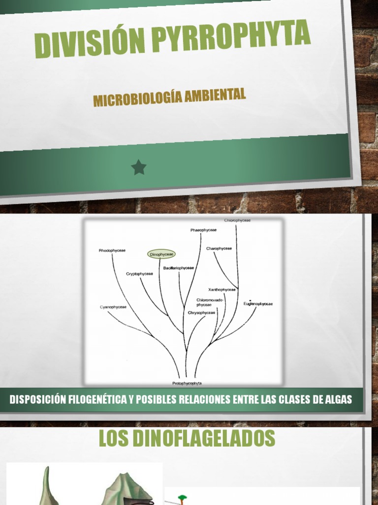 División Pyrrophyta | PDF | Ciencia y matemáticas | Tecnología