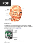 Lateral View of Facial Muscles | PDF | Soft Tissue | Human Anatomy