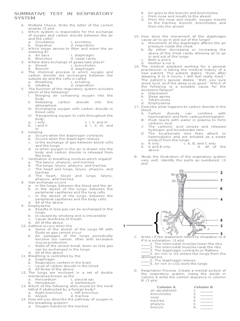 Summative Test in Respiratory System | PDF | Lung | Respiratory System