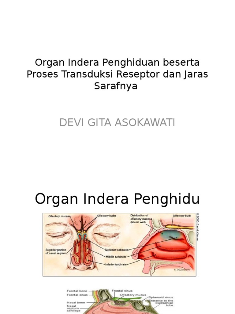 Indera Penghidu by Devi Gita | PDF | Kajian Bahasa Asing
