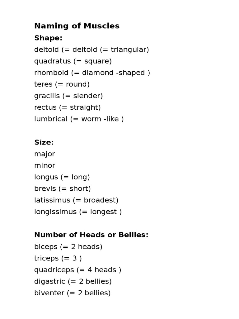 Naming of Muscles | PDF