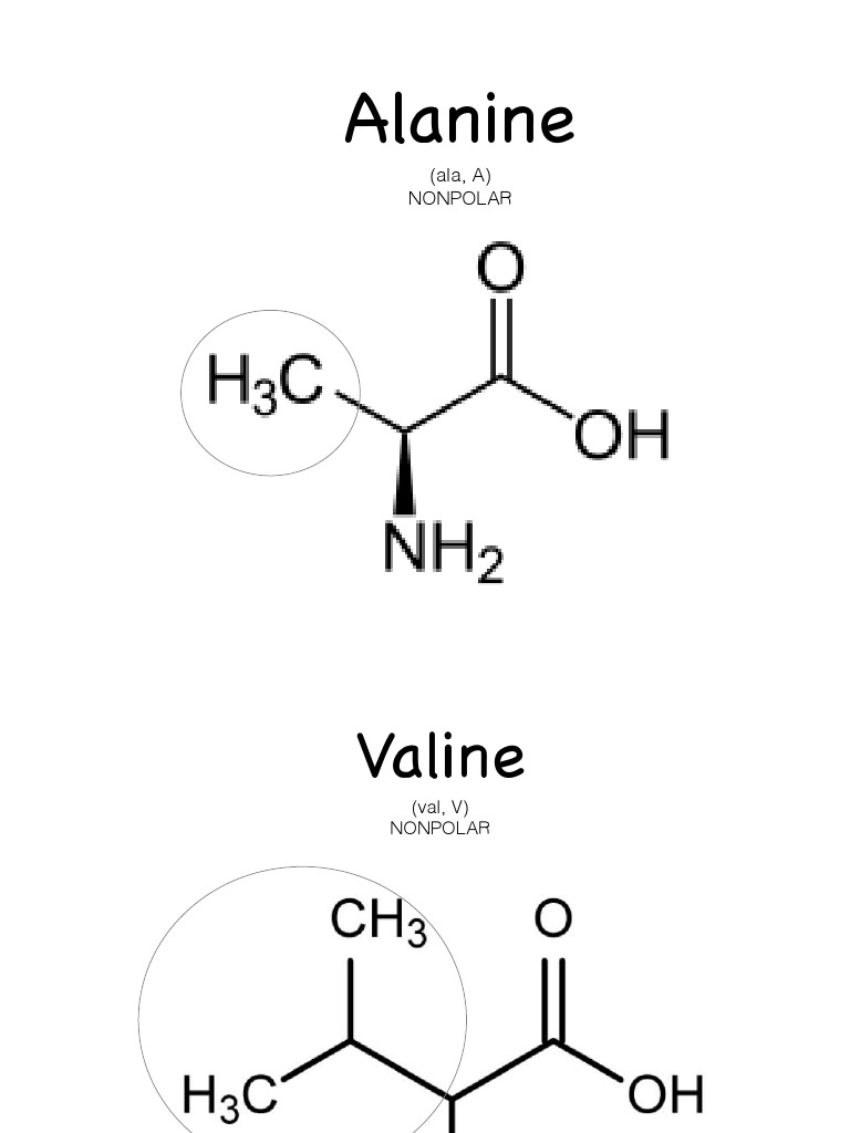 Amino Acids Cards | PDF