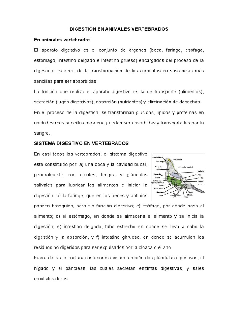 Digestión en Animales Vertebrados | Digestión | Sistema digestivo humano