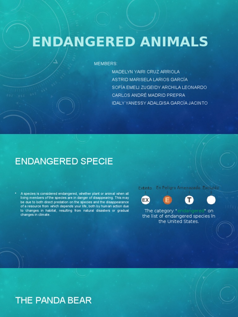 Animales en Peligro de Extinción en Ingles | Endangered Species | Koala