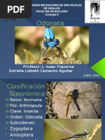 Caja Entomológica | PDF | Insectos | Papel