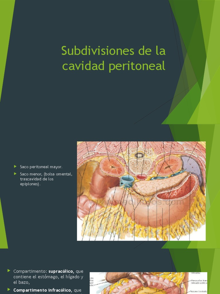Subdivisiones de la Cavidad Peritoneal | PDF