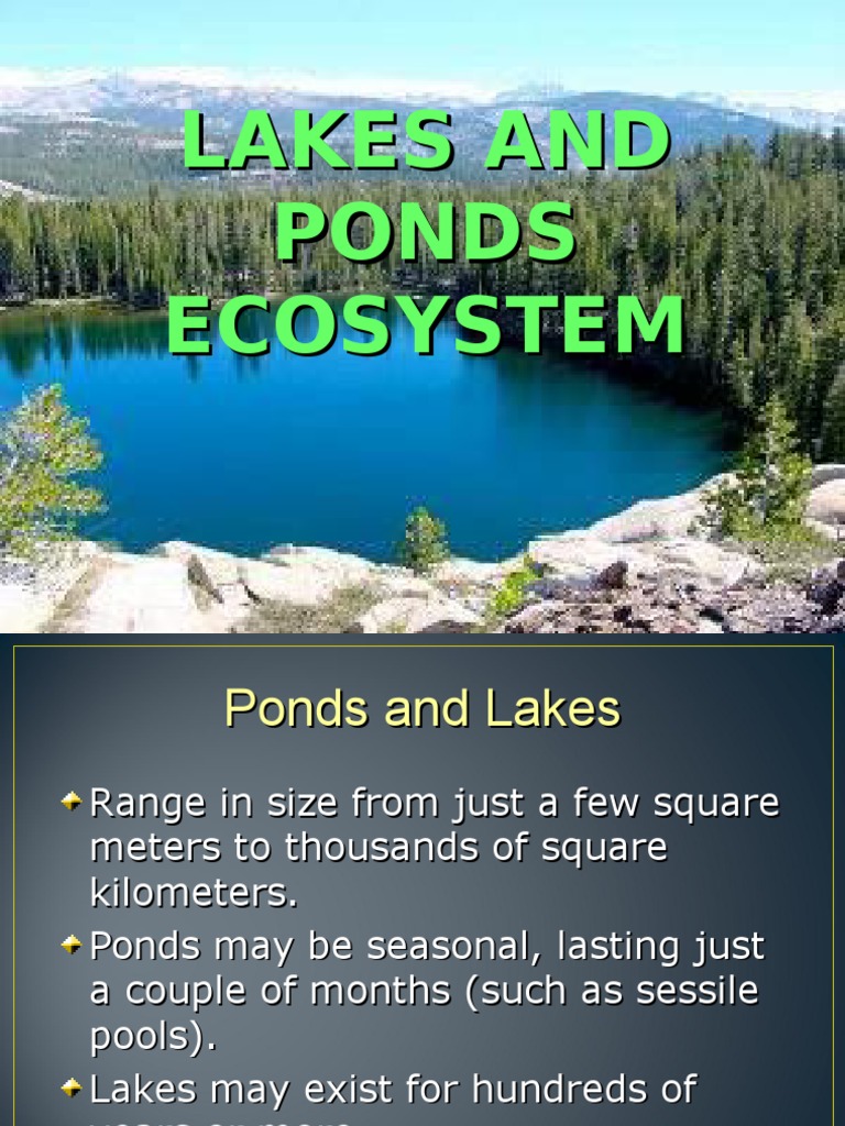 Pond Ecosystem Project For Kids