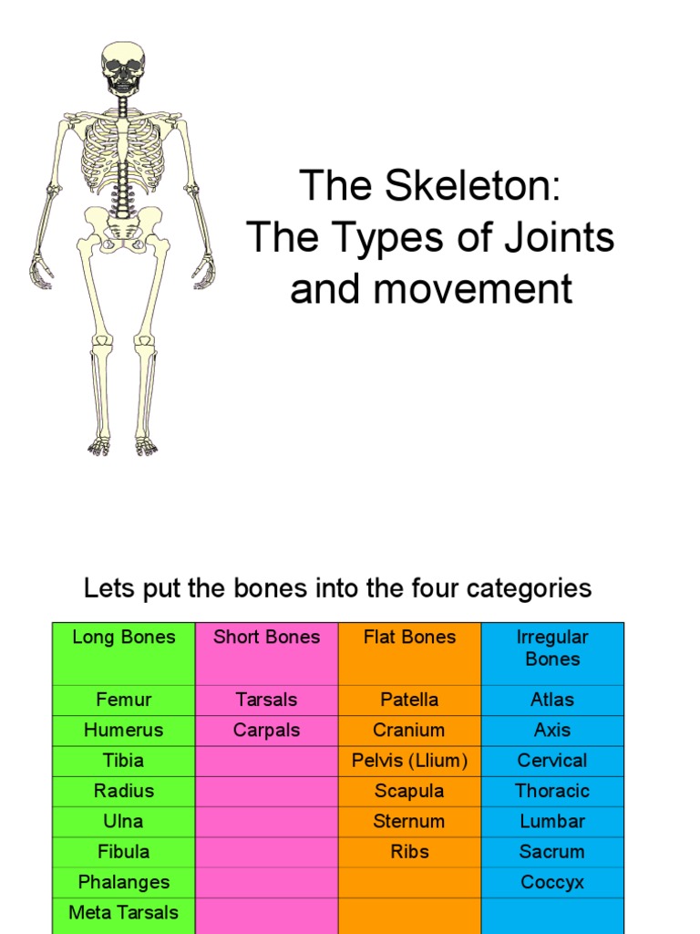 Joints Movement Powerpoint | PDF | Anatomical Terms Of Motion | Primate ...