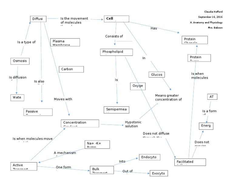 Cell Membrane Concept Map | PDF