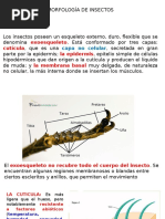 Tipos de Antenas de Insectos | PDF | Estudios de idiomas extranjeros ...