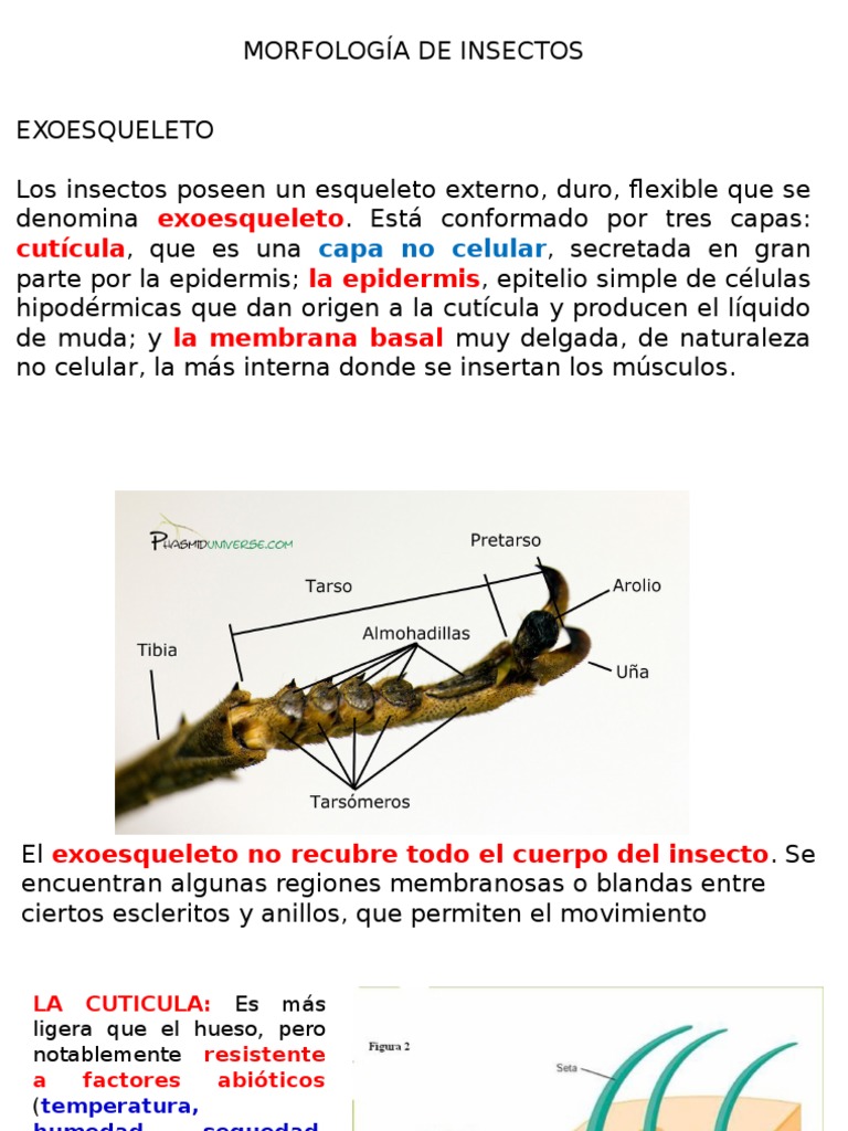 Morfología de Insectos
