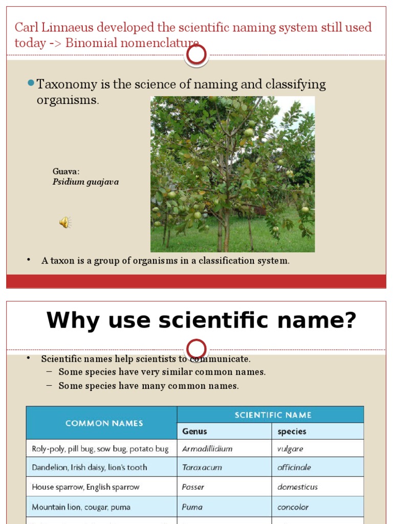 Understanding Binomial Nomenclature | PDF | Language Arts & Discipline ...