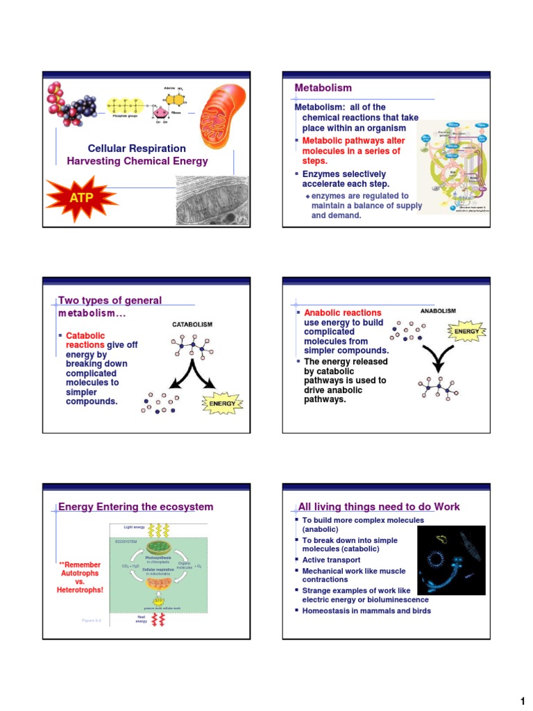 Cell Resp1 Paxson | PDF | Redox | Cellular Respiration