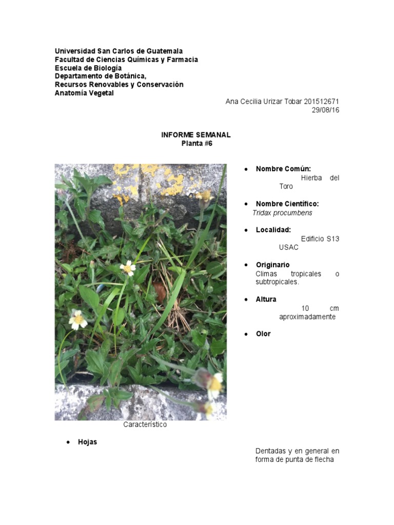 Planta 6 Hierva Del Toro | PDF