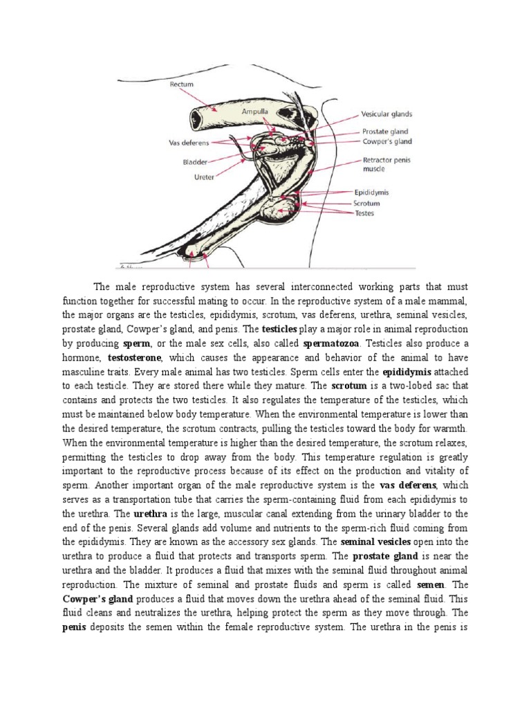 Reproductive | PDF | Testicle | Reproductive System