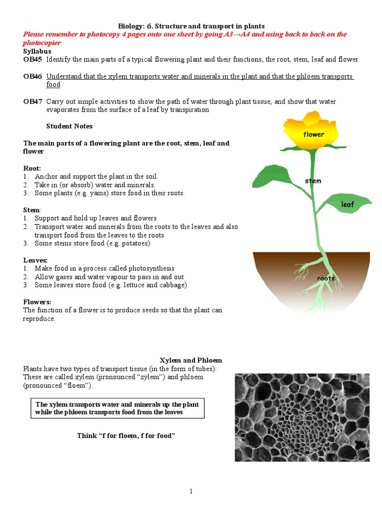 Structure and Transport in Plants | PDF