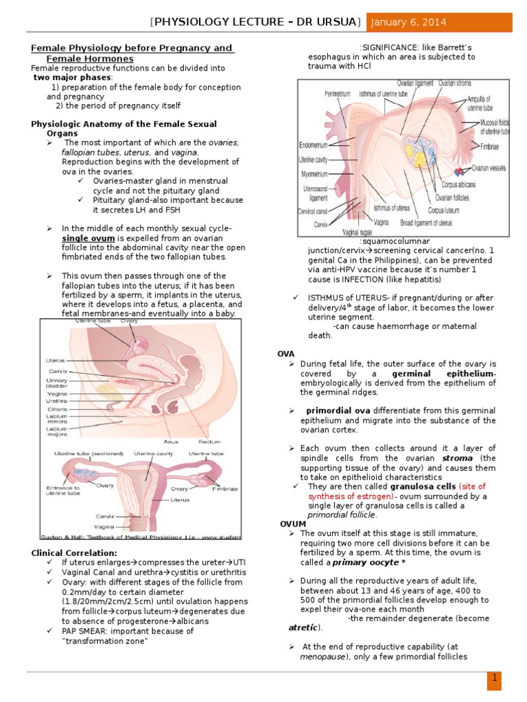 Female Physiology 1 | PDF | Menstrual Cycle | Luteinizing Hormone