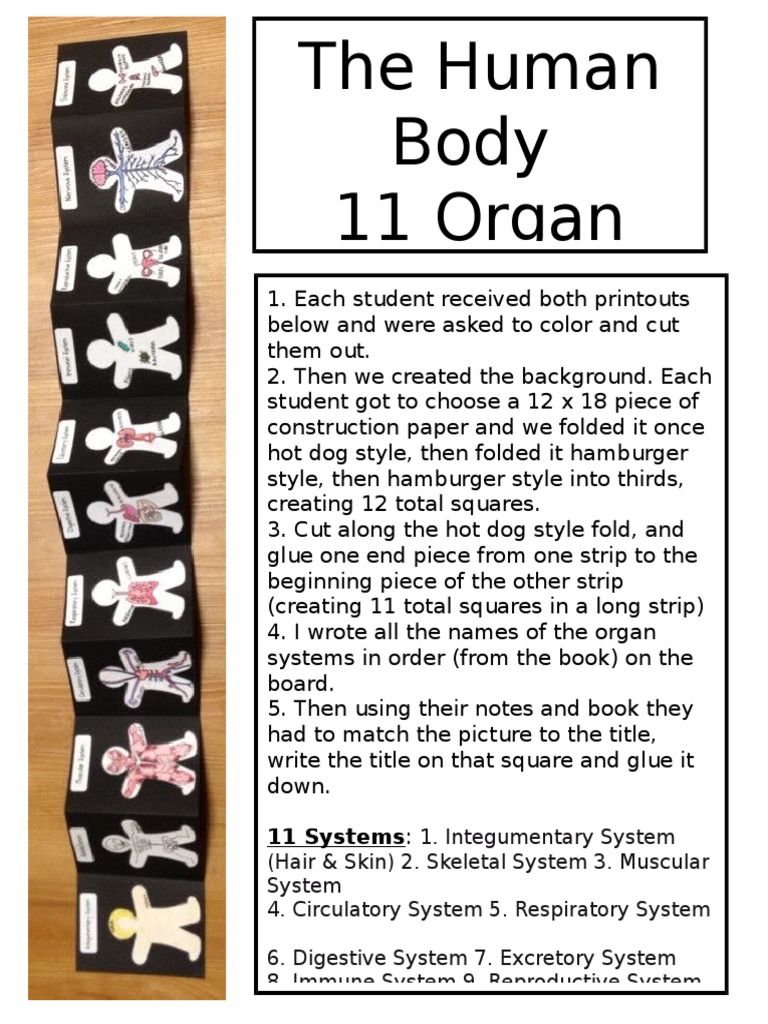 Human Body 11 Organ Systems Foldable | PDF | Human Body | Zoology