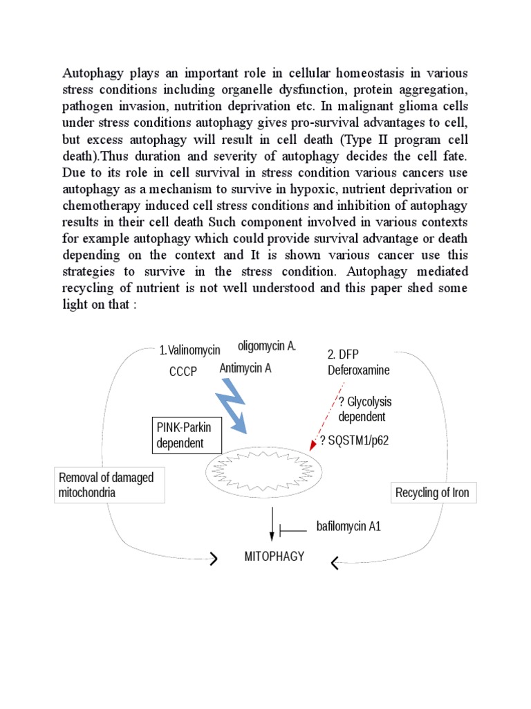 Autophagy | PDF