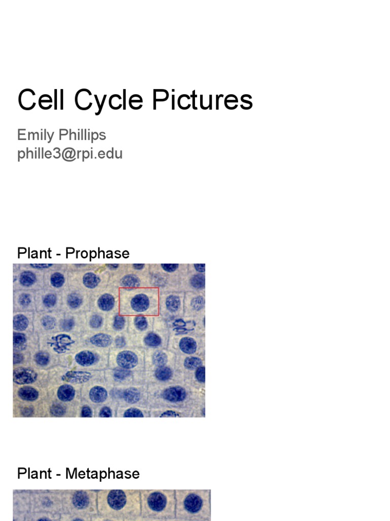 Cell Cycle Pictures: Emily Phillips Phille3@rpi - Edu | PDF | Self ...