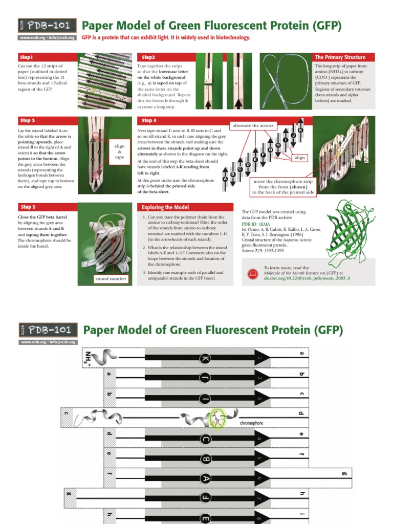 GFP Protein Folding Activity | PDF | Green Fluorescent Protein | Beta Sheet