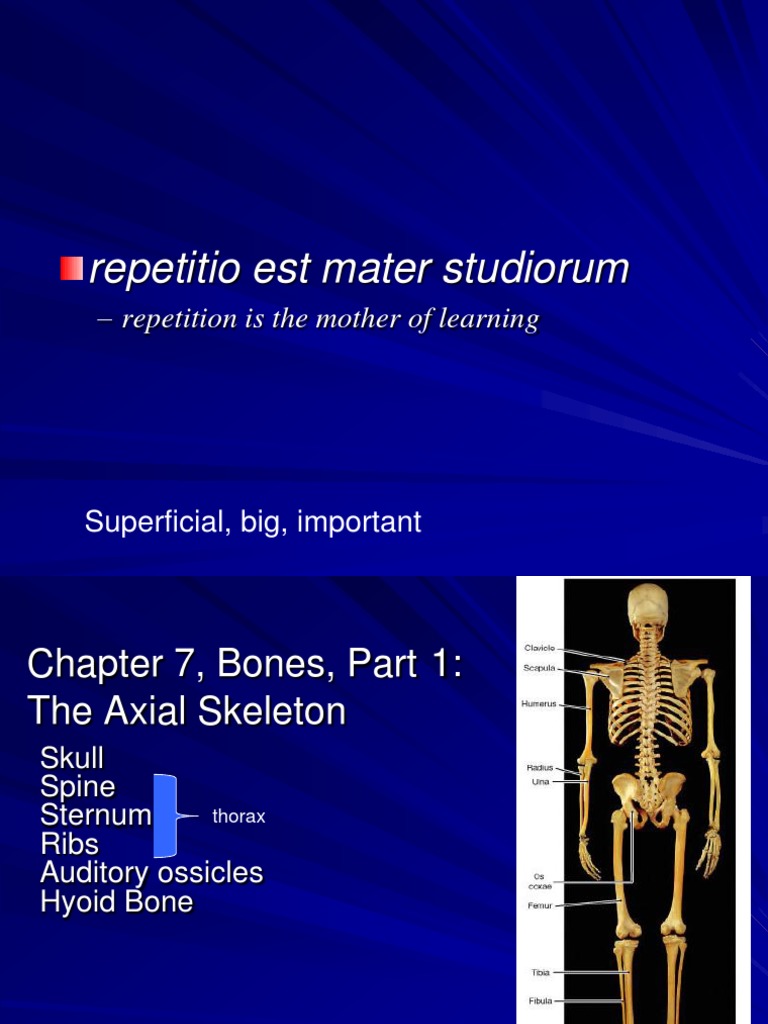 Axial Skeleton Bones Guide | PDF | Vertebra | Skull