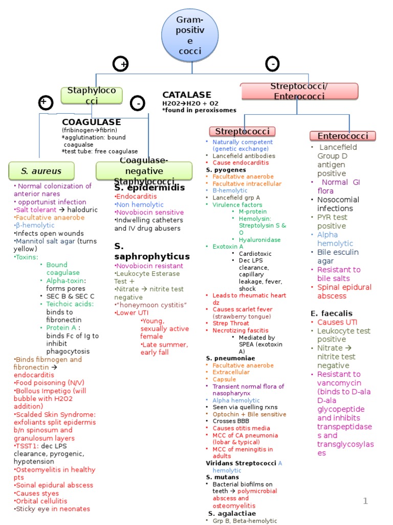 Bacteria Charts - Comprehensive | Streptococcus | Infection