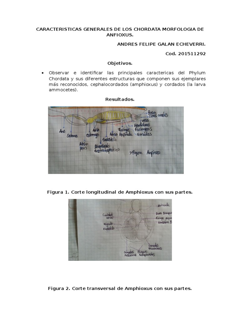 Características generales de los cordados Anfioxus y Lamprea y su ...