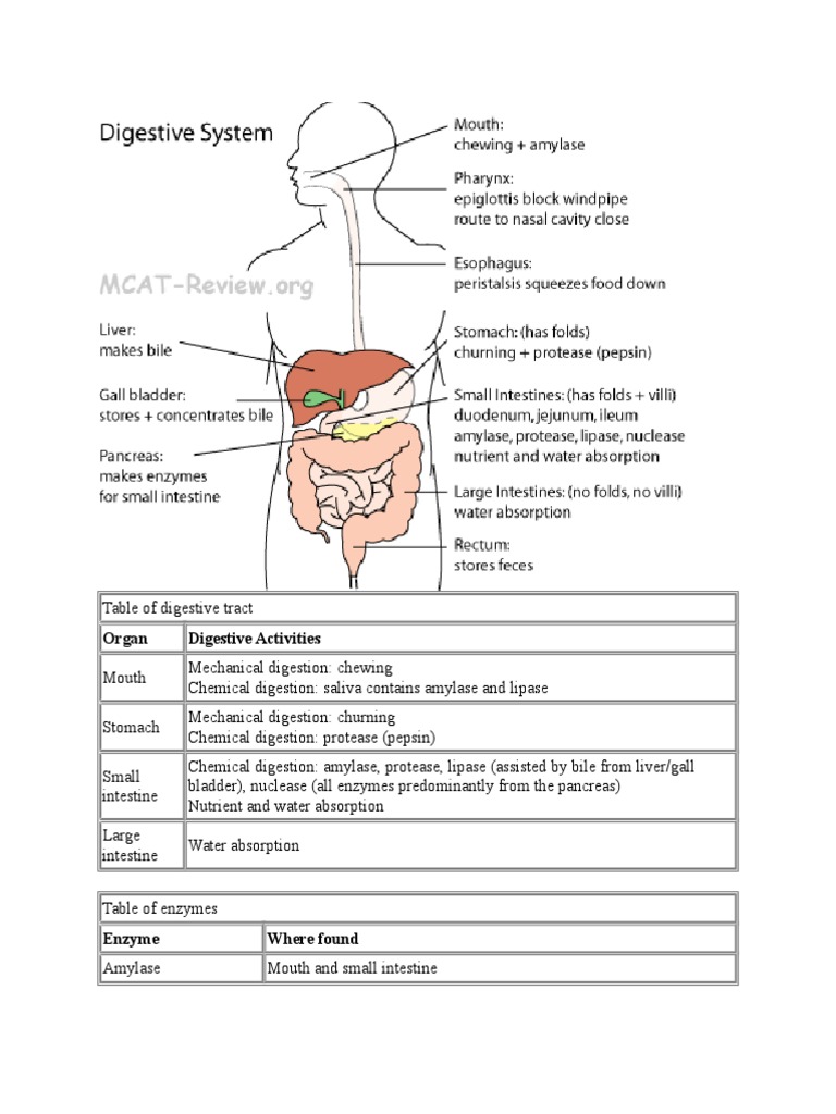 Secretions and Physical and Chemical Process | Digestion | Human ...