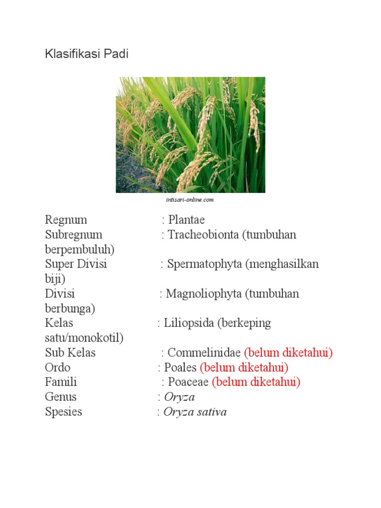 Klasifikasi Padi | PDF