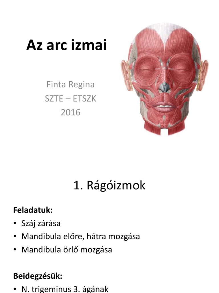 Funkcionális Anatómia - Az Arc Izmai | PDF