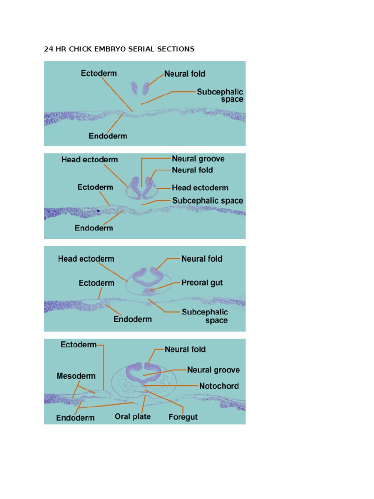 24 Hr Chick Embryo Serial Sections
