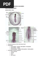 24 Hour Chick Embryo