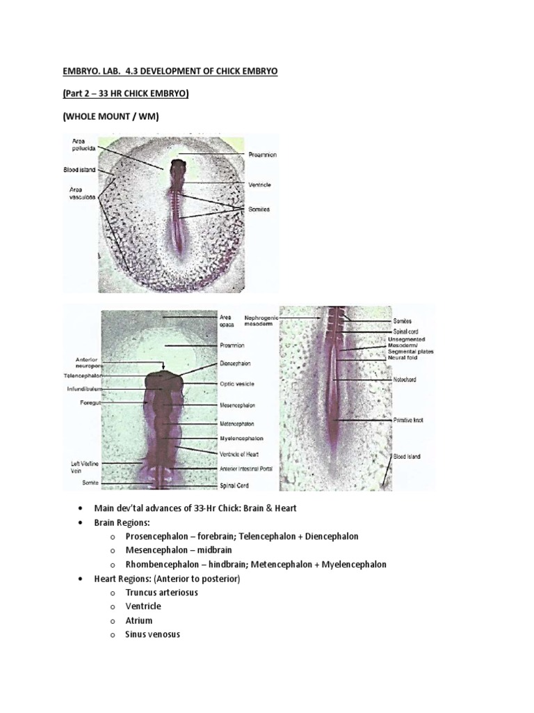 33-Hr Chick Embryo | Cerebrum | Heart