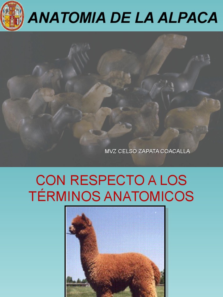 Anatomía y sistema digestivo de la alpaca | PDF