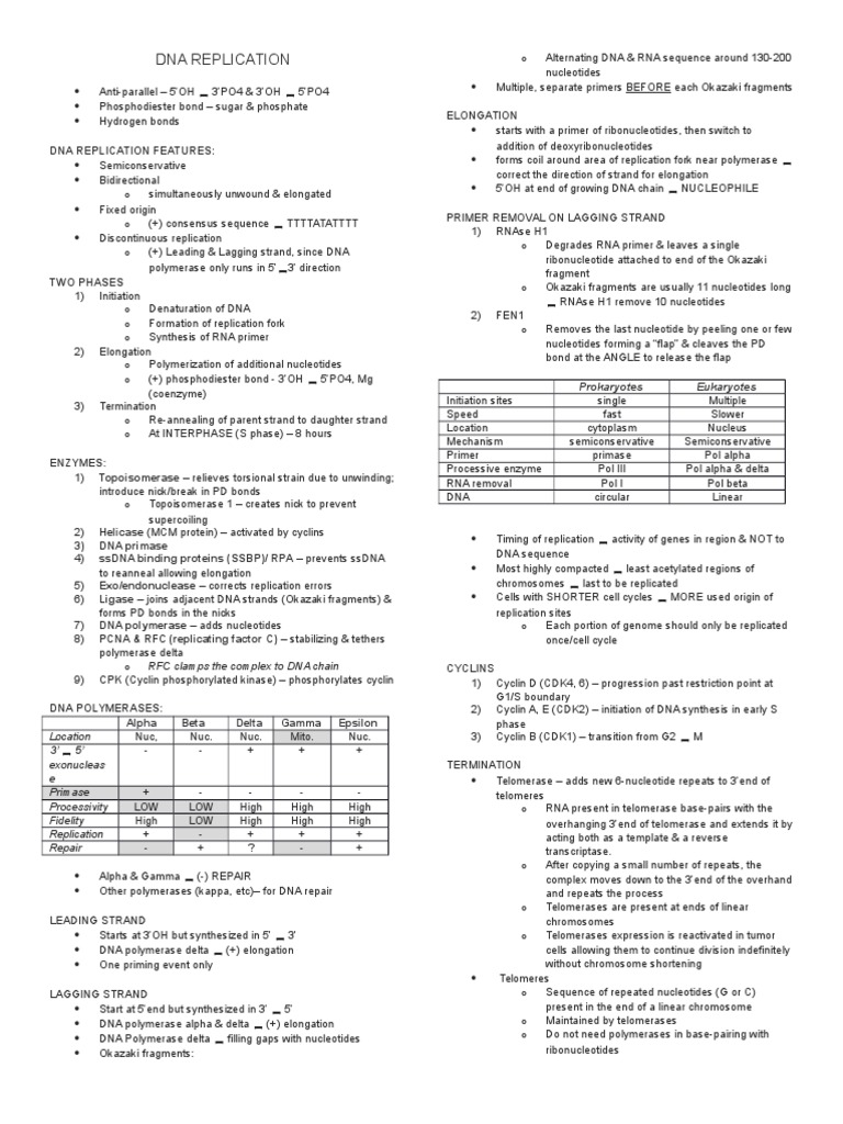 DNA Replication Summary | PDF