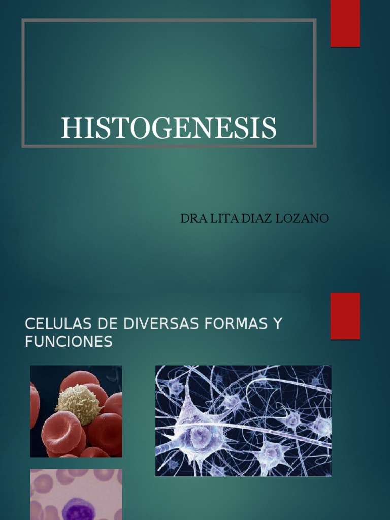 Histogenesis | PDF