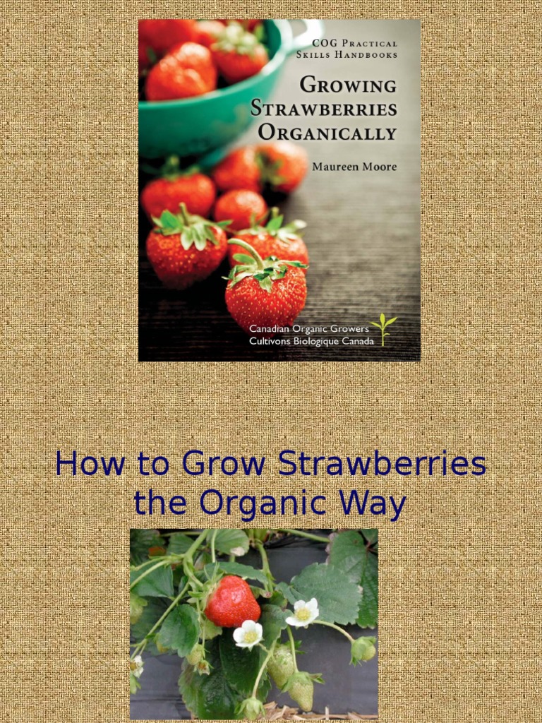 Strawberry Slides Final | PDF | Strawberry | Mulch