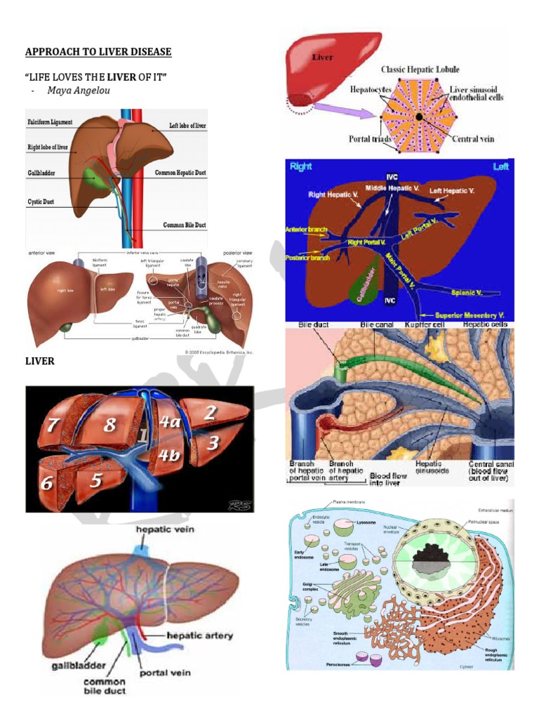 Approach To Liver Disease | PDF | Alanine Transaminase | Liver
