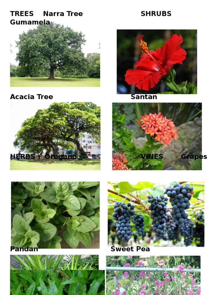 Types of Trees | PDF