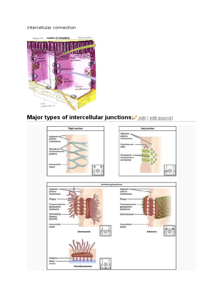 Intercellular Connection | PDF