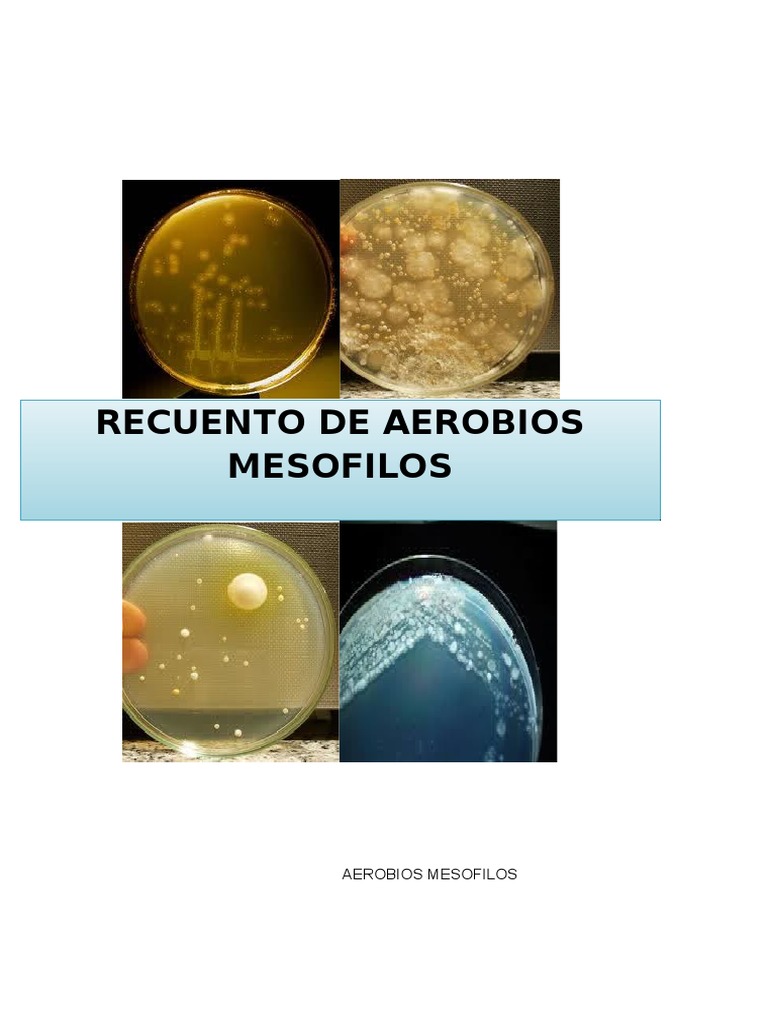 AEROBIOS MESOFILOS | Microorganism | Microbiology