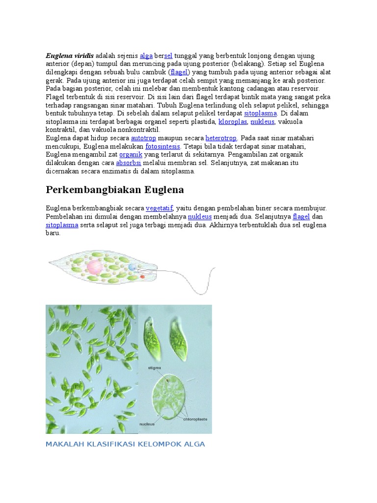Alga | PDF